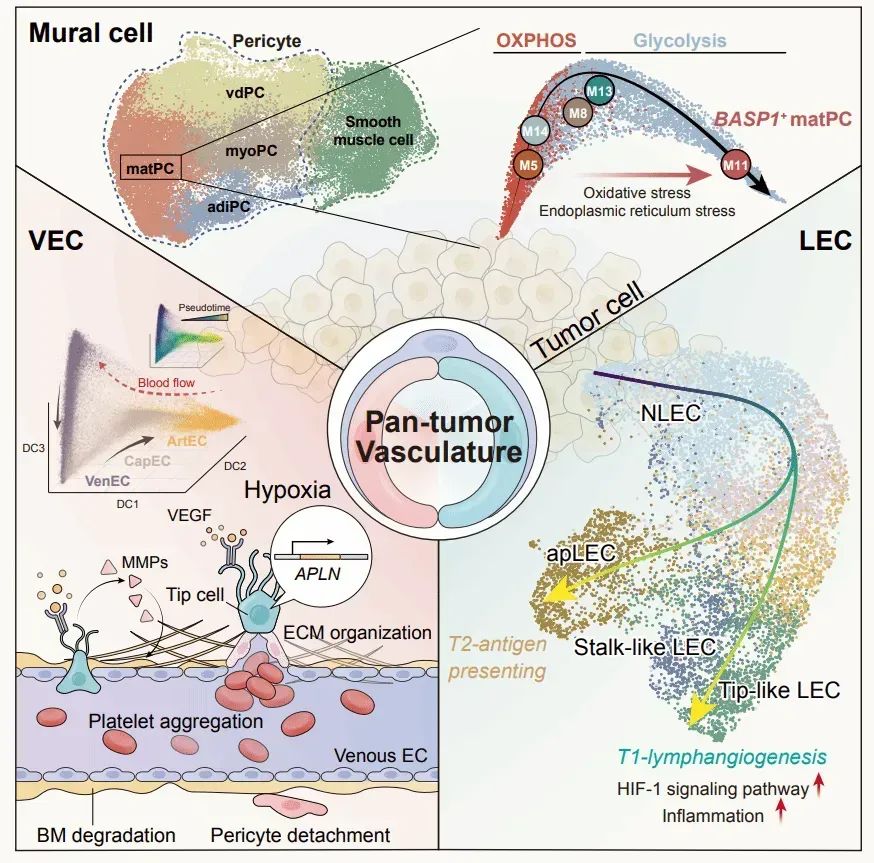 MS-ZTV平台发布！单细胞多组学和斑马鱼基因编辑技术，赋能多维度基因功能验证研究！医药新闻-ByDrug-一站式医药资源共享中心-医药魔方
