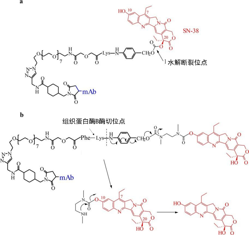 盘点ADC有效载荷背后的故事：拓扑异构酶抑制剂医药新闻-ByDrug-一站式医药资源共享中心-医药魔方