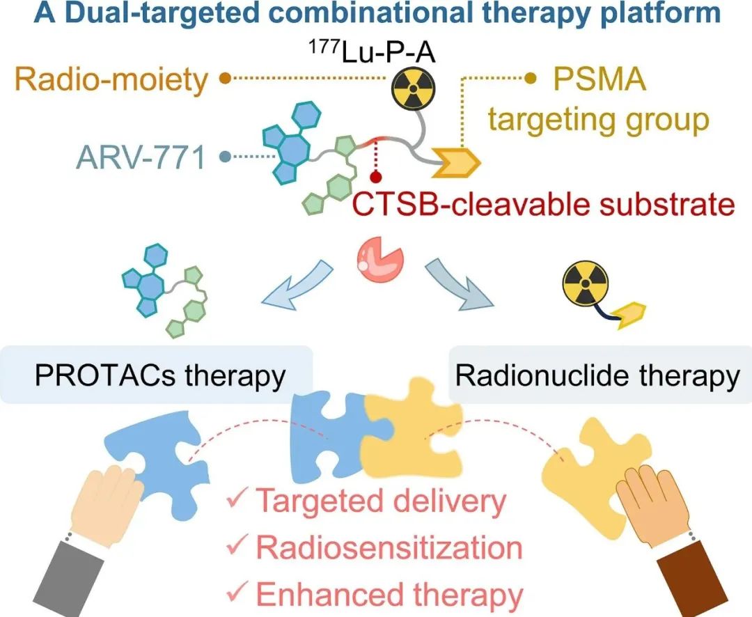核药+PROTAC！双靶分子协同抗癌 | 中科大JACS医药新闻-ByDrug-一站式医药资源共享中心-医药魔方