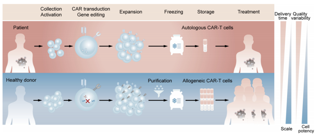 通用型 CAR-T 制备工艺及面临的挑战医药新闻-ByDrug-一站式医药资源共享中心-医药魔方
