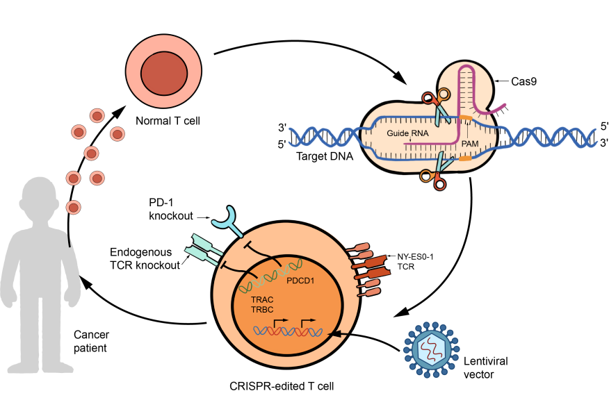 一文看懂CAR-T细胞疗法及为何使用CRISPR/Cas9技术可以改进CAR-T细胞医药新闻-ByDrug-一站式医药资源共享中心-医药魔方