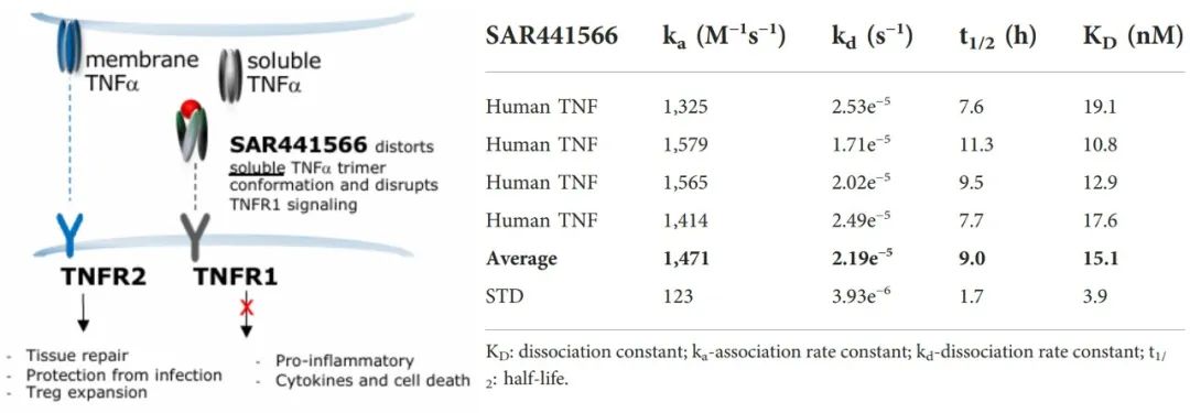 自身免疫疾病治疗新策略：口服多肽药物研发进展与挑战医药新闻-ByDrug-一站式医药资源共享中心-医药魔方