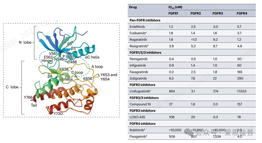 ICE靶标蛋白| FGFR系列蛋白产品医药新闻-ByDrug-一站式医药资源共享中心-医药魔方