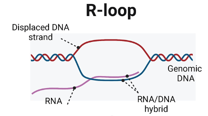 R-loop CUT&Tag系列文章之一：R-loop概览——结构、形成、分布、调控因子及病理生理功能医药新闻-ByDrug-一站式医药资源共享中心-医药魔方