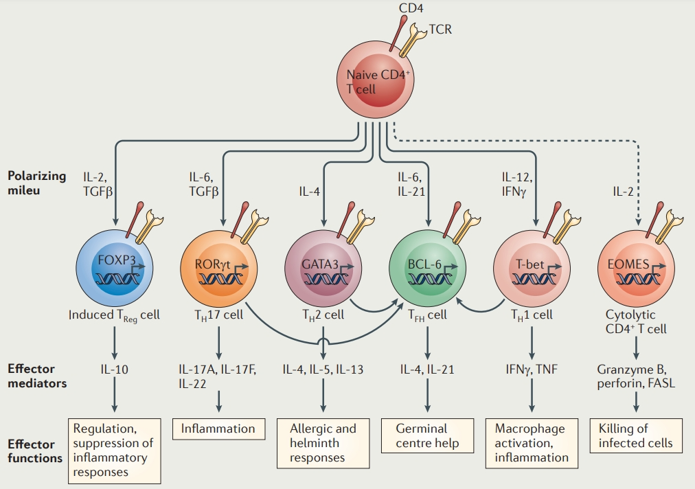 CD4+T细胞在病毒免疫中的作用医药新闻-ByDrug-一站式医药资源共享中心-医药魔方