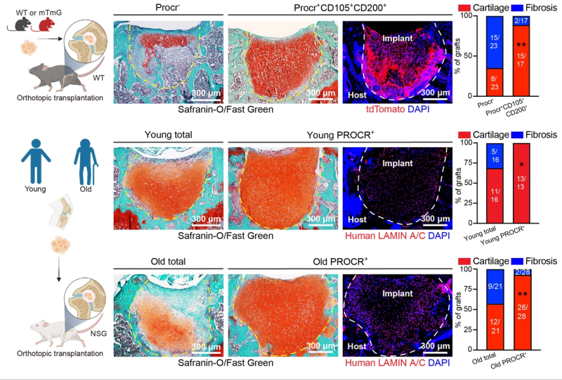 Cell | 干细胞治疗新策略医药新闻-ByDrug-一站式医药资源共享中心-医药魔方