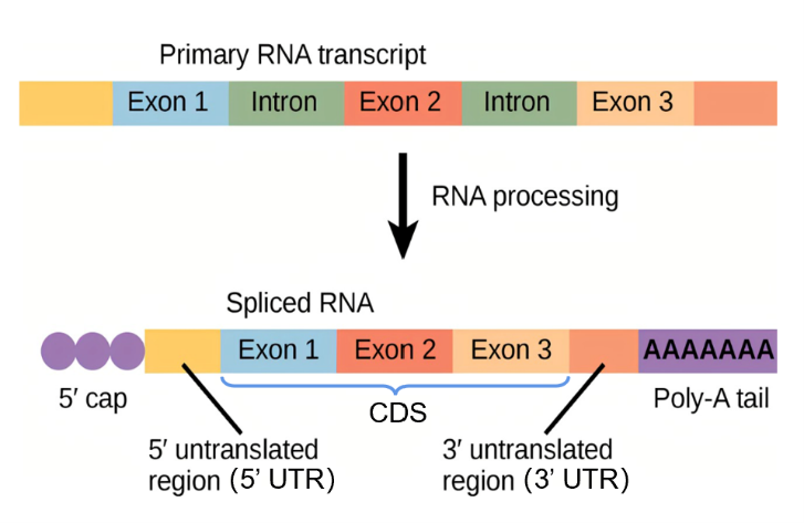 革新未来医疗：mRNA-LNP技术揭秘医药新闻-ByDrug-一站式医药资源共享中心-医药魔方