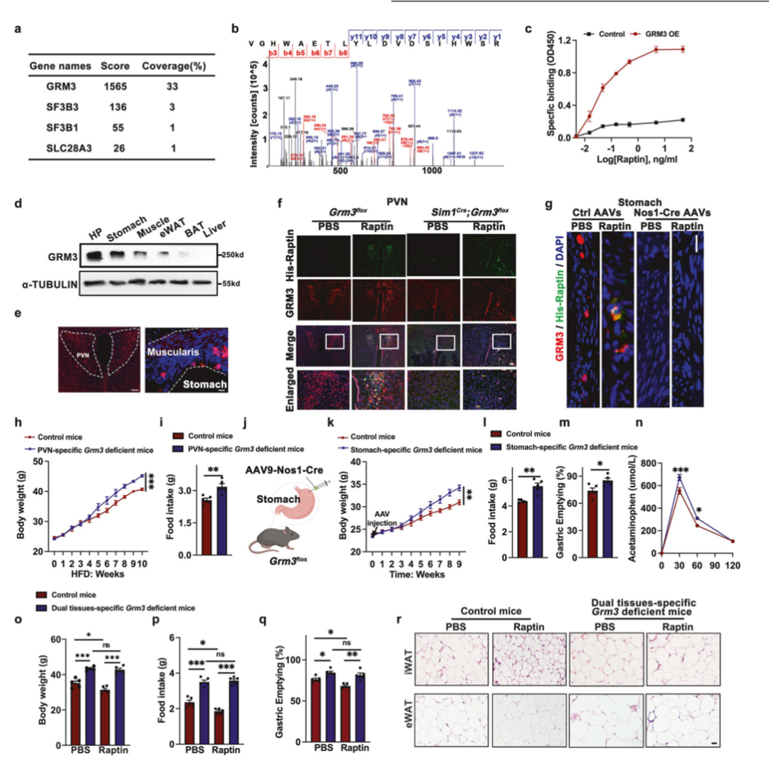 Cell Research IF=28.2丨睡眠激素Raptin：对抗肥胖的新希望医药新闻-ByDrug-一站式医药资源共享中心-医药魔方