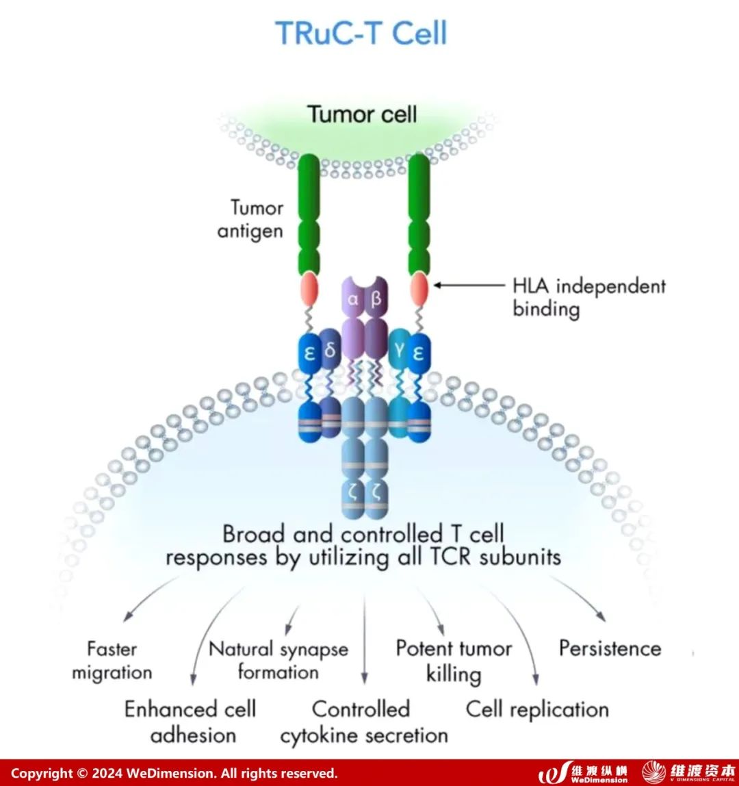 TCR疗法行业研究报告医药新闻-ByDrug-一站式医药资源共享中心-医药魔方