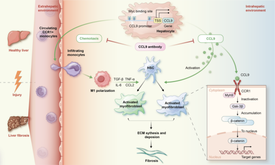 人才视界丨李悦国团队Hepatology揭示肝纤维化关键因子Ccl9的调控机制医药新闻-ByDrug-一站式医药资源共享中心-医药魔方