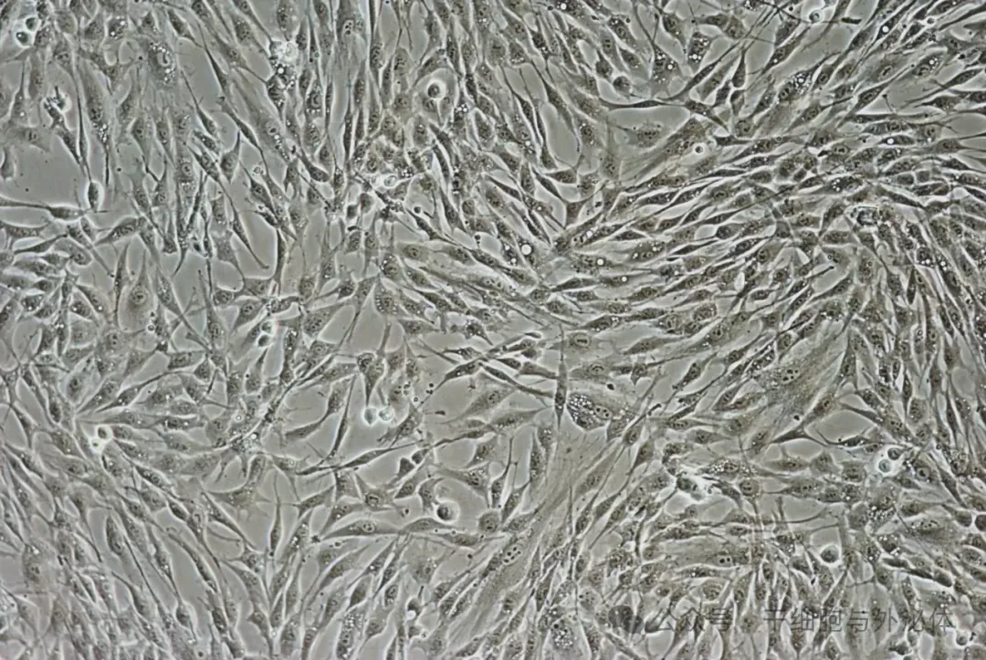 归巢效应：间充质干细胞在8大器官中驻留时间，最长120天医药新闻-ByDrug-一站式医药资源共享中心-医药魔方