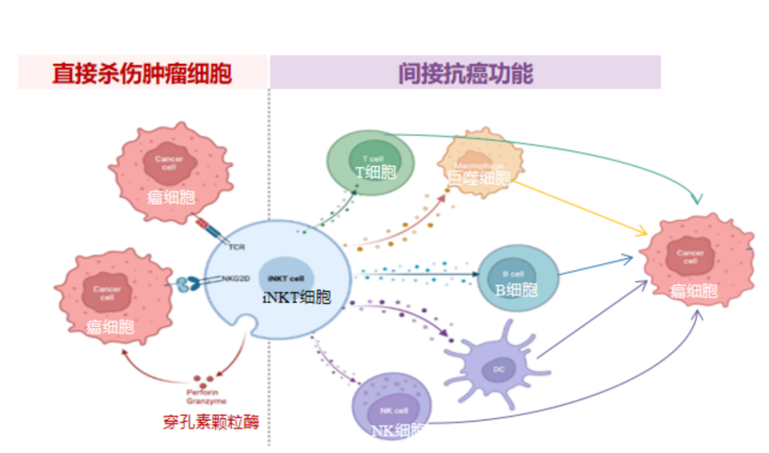 基因启明：全球首个针对肝癌的iNKT细胞产品获批临床医药新闻-ByDrug-一站式医药资源共享中心-医药魔方