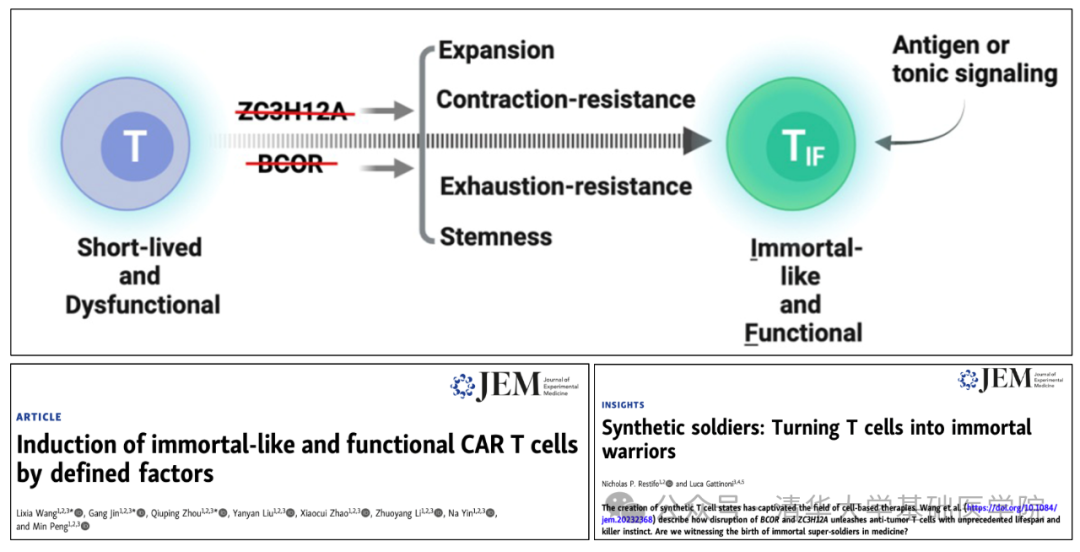 CAR-T疗法进入全新领域，清华大学彭敏团队开发新型CAR-T细胞，只需一针，过敏性哮喘不再犯医药新闻-ByDrug-一站式医药资源共享中心-医药魔方