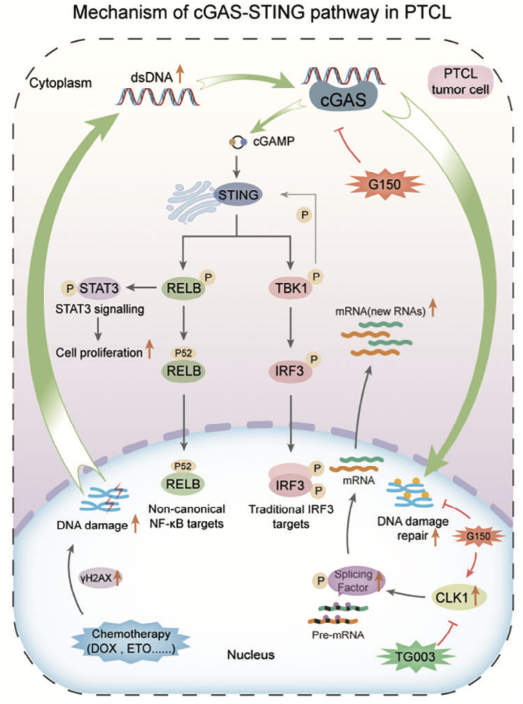 Adv Sci | 江苏省人民医院淋巴瘤中心团队揭示cGAS-STING通路在外周T细胞淋巴瘤作用新机制医药新闻-ByDrug-一站式医药资源共享中心-医药魔方