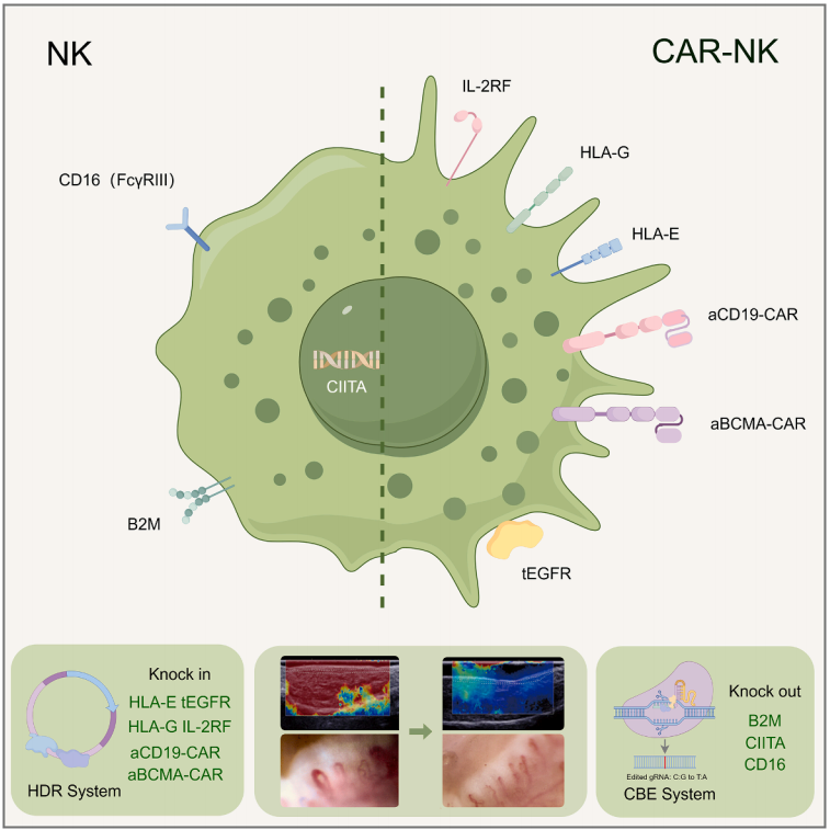 专访启函生物杨璐菡：通用型双靶点iPSC-CAR-NK，带来自免治疗新突破医药新闻-ByDrug-一站式医药资源共享中心-医药魔方