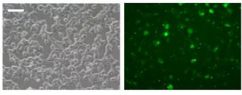 RNAi研究中的这些对照您了解吗？医药新闻-ByDrug-一站式医药资源共享中心-医药魔方