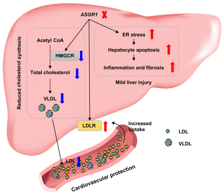 ASGR1，新一代降脂靶点前沿医药新闻-ByDrug-一站式医药资源共享中心-医药魔方