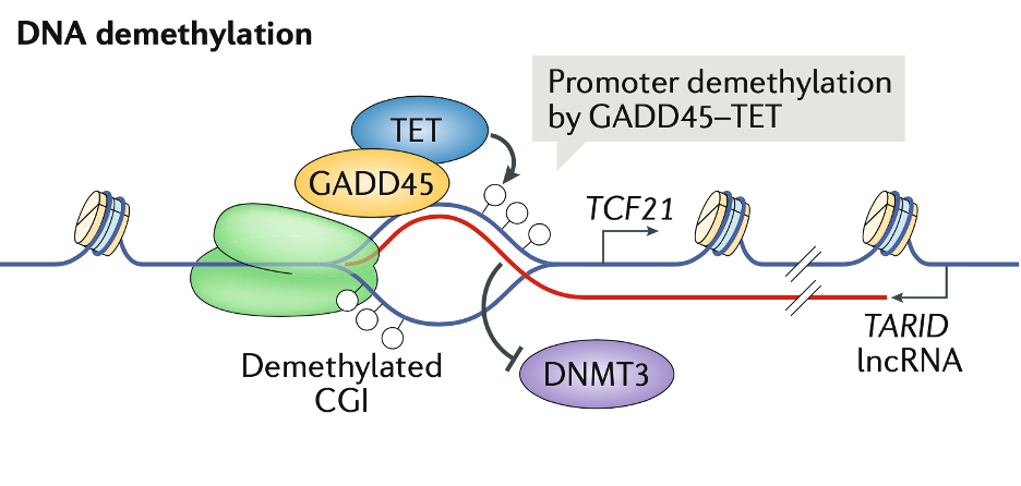 R-loop CUT&Tag系列文章之二：R-loop与表观调控医药新闻-ByDrug-一站式医药资源共享中心-医药魔方