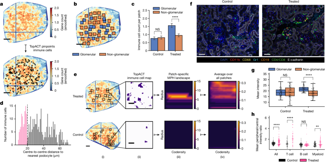 Stereo-seq Nature新作~多尺度拓扑学在亚细胞空间转录组学中用于细胞分类医药新闻-ByDrug-一站式医药资源共享中心-医药魔方