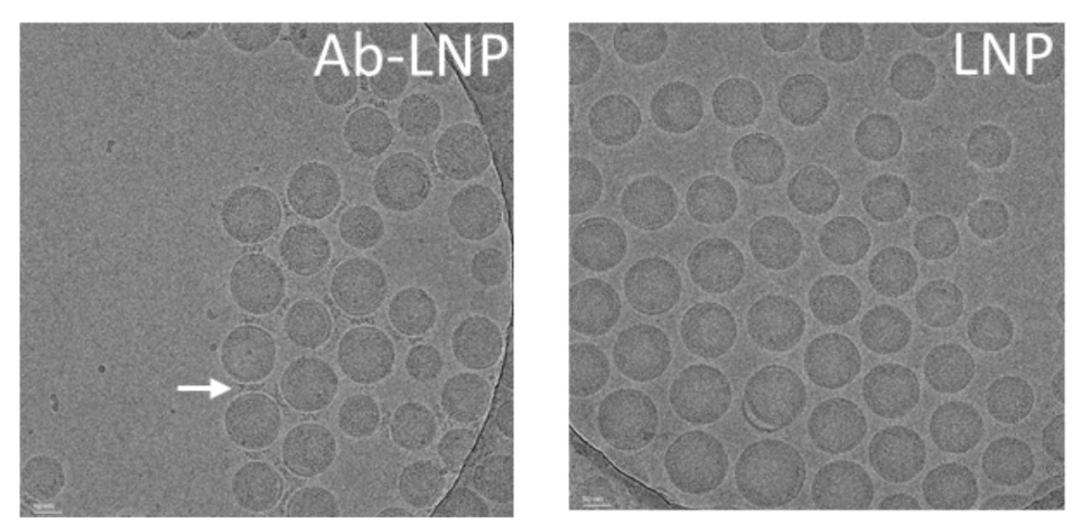 突破递送瓶颈：抗体偶联LNP药物的工艺挑战与解决方案医药新闻-ByDrug-一站式医药资源共享中心-医药魔方