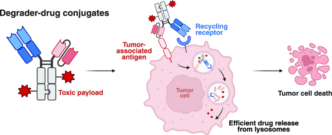 ADC之后，DDC来了 | JACS医药新闻-ByDrug-一站式医药资源共享中心-医药魔方