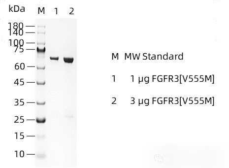 ICE靶标蛋白| FGFR系列蛋白产品医药新闻-ByDrug-一站式医药资源共享中心-医药魔方