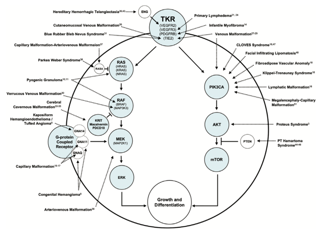 【医诺学院】曲美替尼治疗Ras/Raf/Mek通路上突变的颅外动静脉畸形获得明显临床效果医药新闻-ByDrug-一站式医药资源共享中心-医药魔方