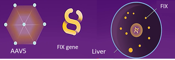 一文梳理│罕见病领域已上市AAV 疗法医药新闻-ByDrug-一站式医药资源共享中心-医药魔方