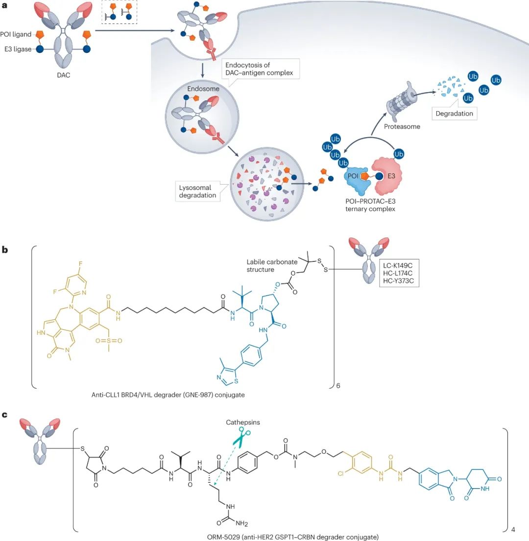 下一代ADC的五大方向医药新闻-ByDrug-一站式医药资源共享中心-医药魔方