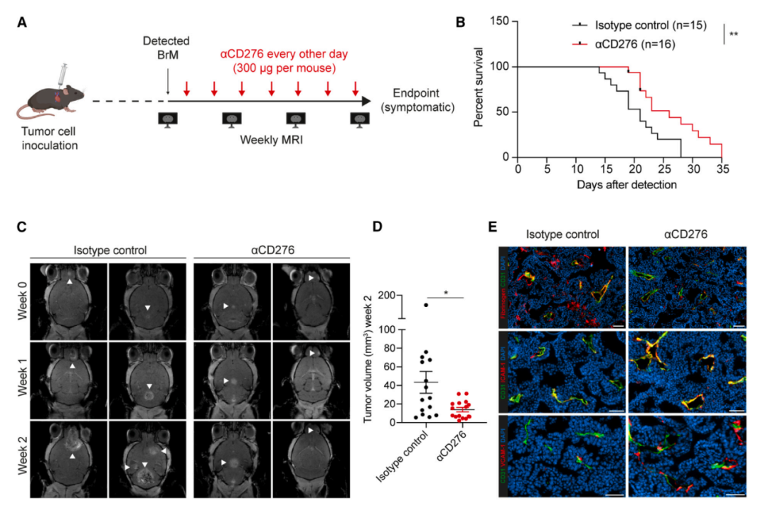 Cancer Cell：脑转移癌症治疗新靶点——CD276医药新闻-ByDrug-一站式医药资源共享中心-医药魔方