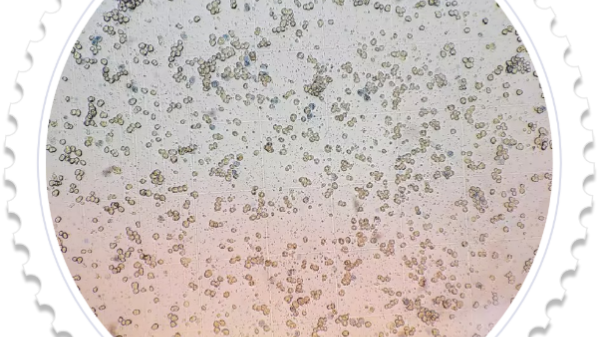 破解CDE“人皮令”的关键在这里！医药新闻-ByDrug-一站式医药资源共享中心-医药魔方