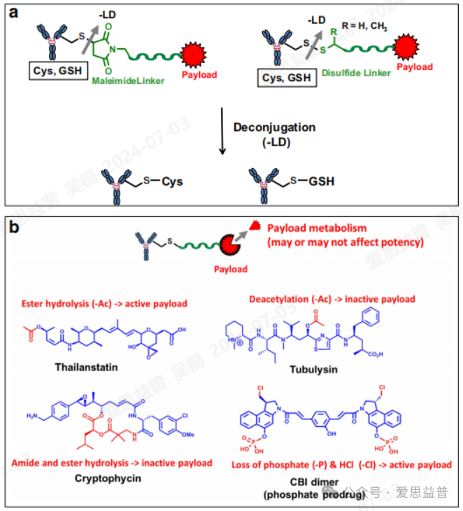 ADC血浆稳定性评价，不一样的DAR值测定！医药新闻-ByDrug-一站式医药资源共享中心-医药魔方