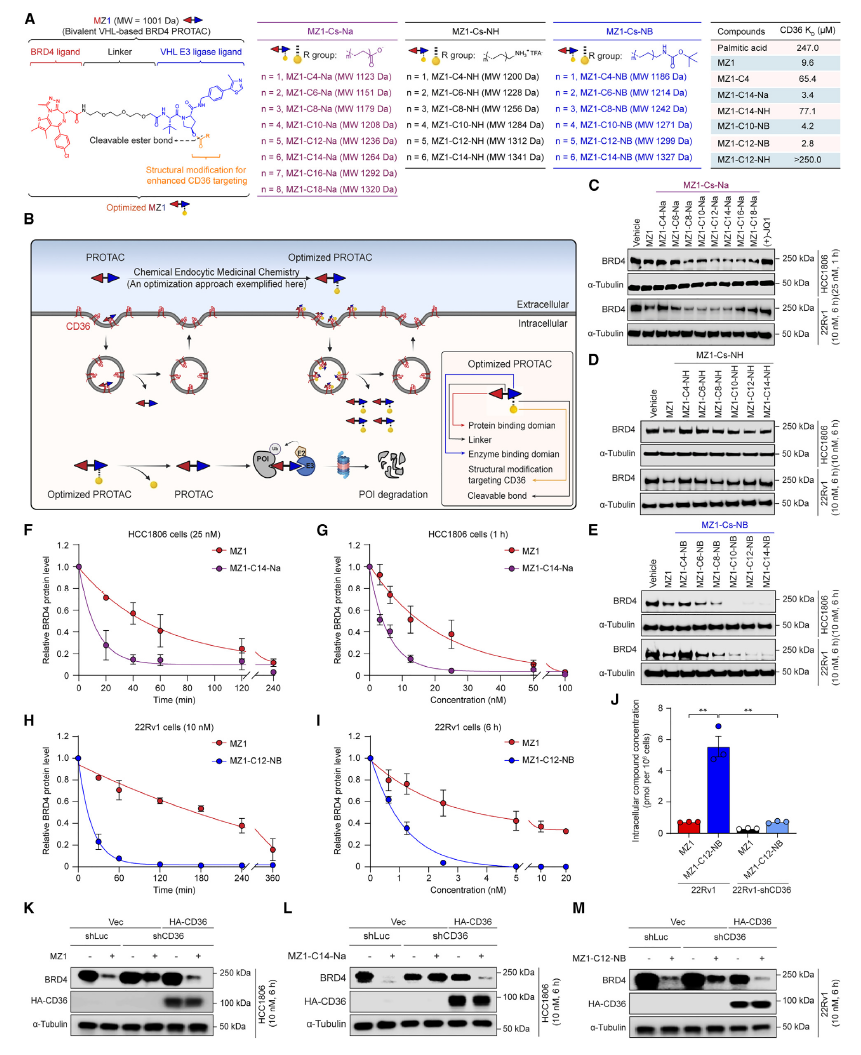 Cell：一篇PROTAC重磅论文医药新闻-ByDrug-一站式医药资源共享中心-医药魔方