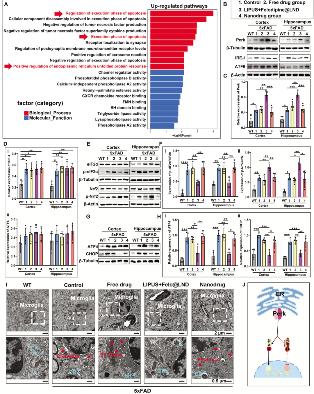 项目文章Adv Sci (IF14.3) | 脂质体纳米药物Felodipine@LND可改善AD医药新闻-ByDrug-一站式医药资源共享中心-医药魔方