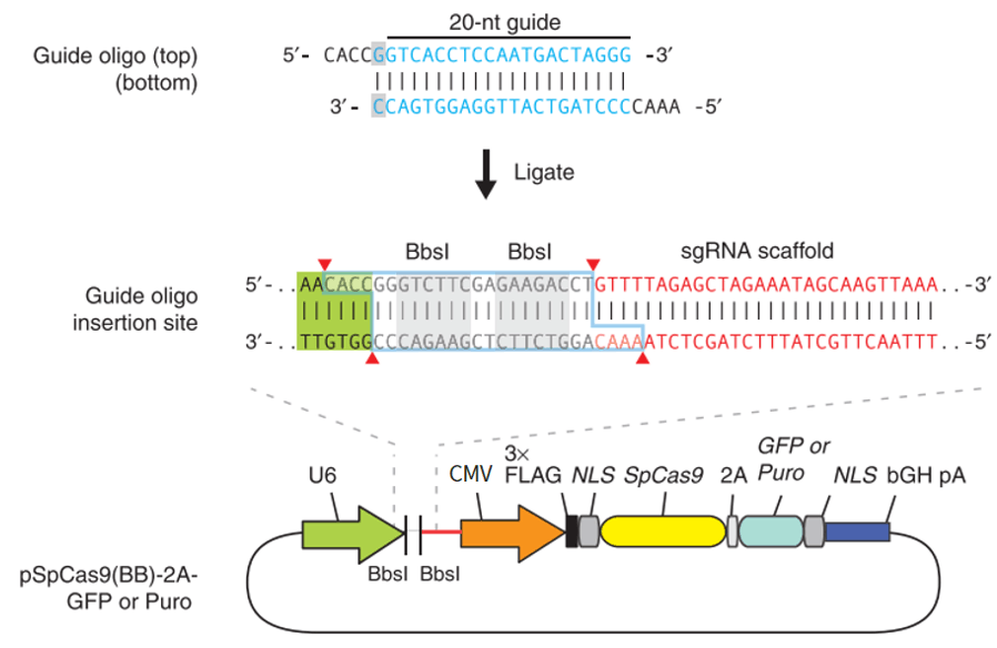 CRISPR/Cas9技术应用之基因敲除医药新闻-ByDrug-一站式医药资源共享中心-医药魔方