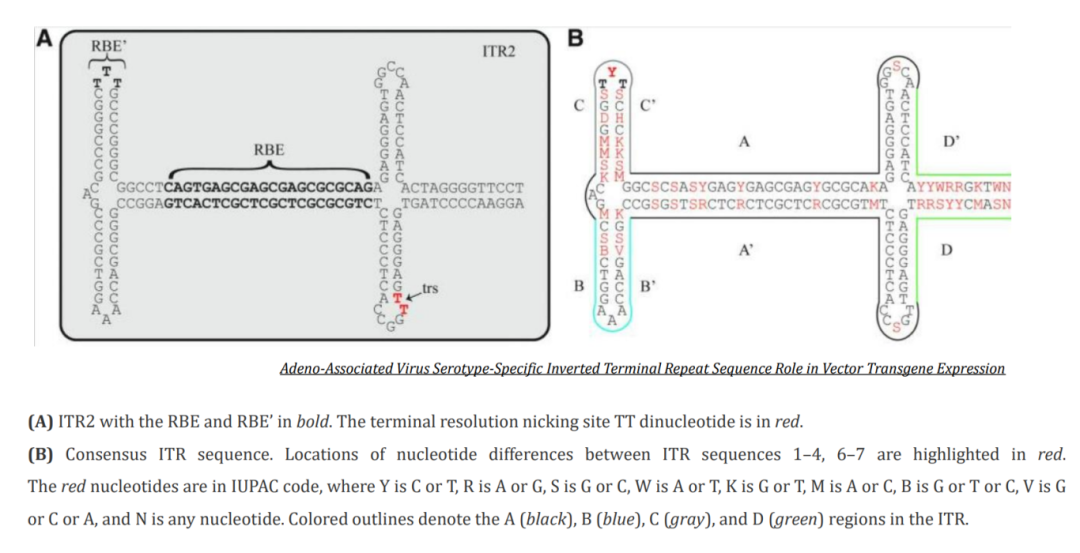基因治疗产品(AAV载体) CMC开发关键考量--ITR设计医药新闻-ByDrug-一站式医药资源共享中心-医药魔方