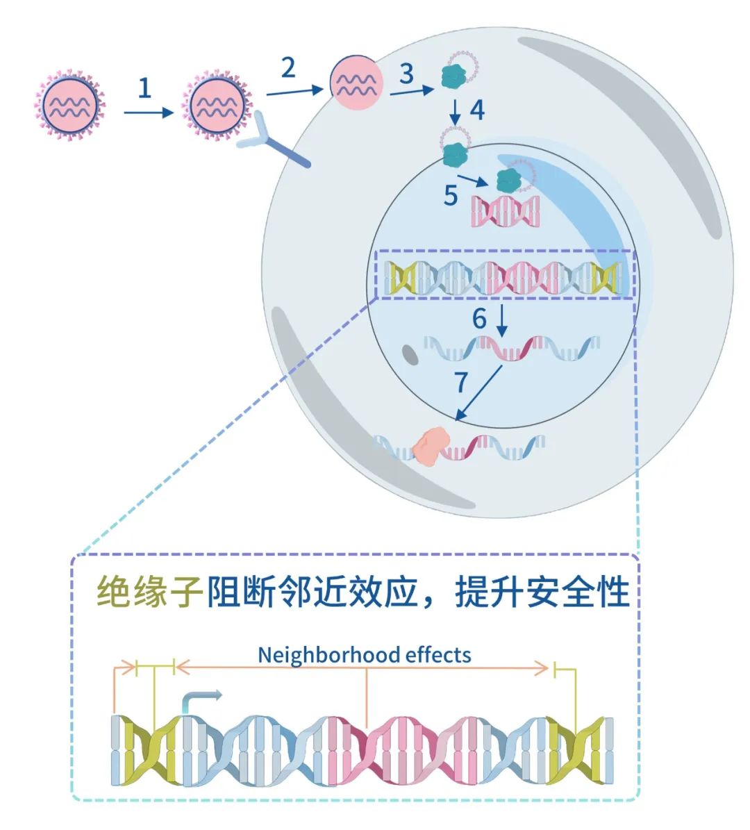 本导基因慢病毒载体地贫基因治疗IND获NPMA默示许可医药新闻-ByDrug-一站式医药资源共享中心-医药魔方