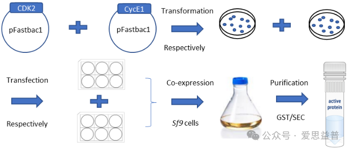 ICE靶标蛋白| CDK系列蛋白产品医药新闻-ByDrug-一站式医药资源共享中心-医药魔方