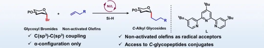Adv Sci︱上海药物所在烷基碳苷键的构建方面取得新进展医药新闻-ByDrug-一站式医药资源共享中心-医药魔方