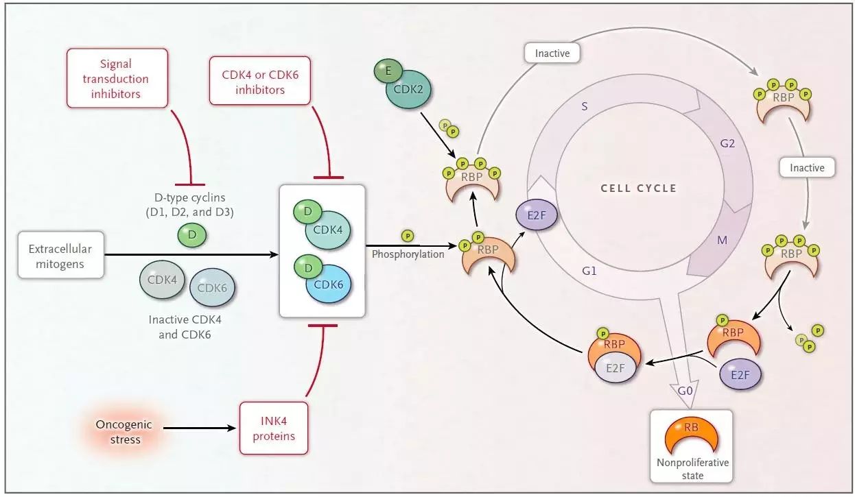 NEJM：PALOMA-2证实palbociclib联合来曲唑一线治疗ER+,HER2-转移性乳腺癌患者PFS超过两年医药新闻-ByDrug ...