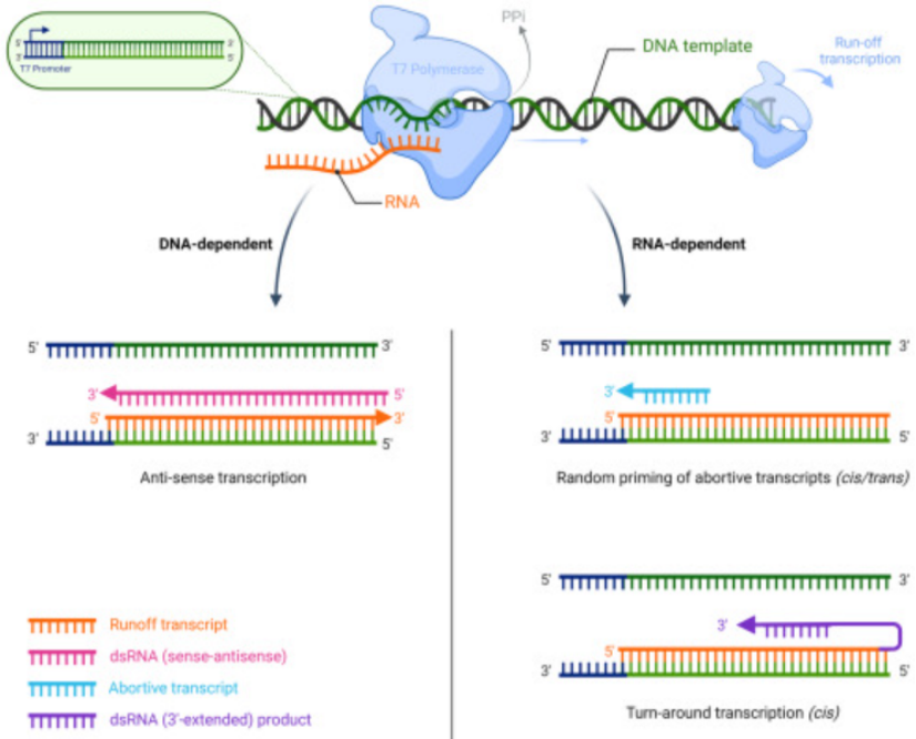 【耀文解读】mRNA大规模生产工艺：mRNA原液与mRNA-LNP成品医药新闻-ByDrug-一站式医药资源共享中心-医药魔方