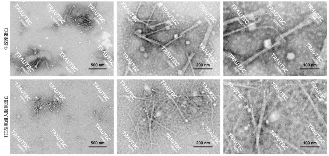 创健医疗成功研发III型重组人胶原蛋白，同时具备全长氨基酸序列和三螺旋结构，可实现产业化医药新闻-ByDrug-一站式医药资源共享中心-医药魔方