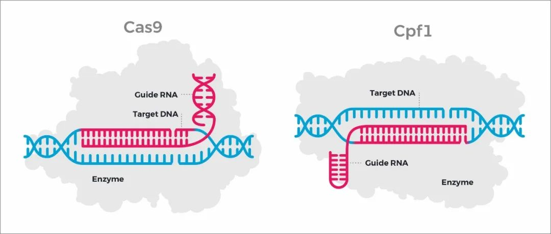 张锋教授的公司，豪掷2.38亿美元！与Genevant达成新型mRNA-LNP基因编辑疗法合作医药新闻-ByDrug-一站式医药资源共享中心-医药魔方