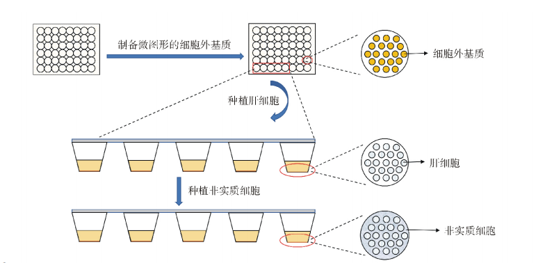 IPHASE/汇智和源 成功推出肝细胞共培养系统医药新闻-ByDrug-一站式医药资源共享中心-医药魔方