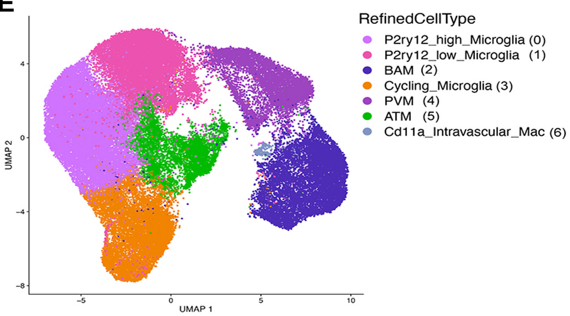 登上Cell | 碧迪单细胞助力揭示胎脑发育形态完整及损伤修复机制医药新闻-ByDrug-一站式医药资源共享中心-医药魔方