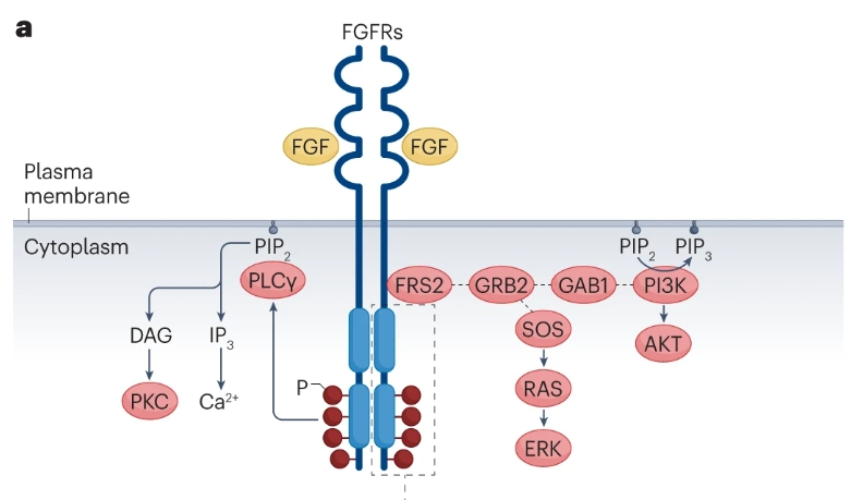 FGFR靶向治疗的临床进展医药新闻-ByDrug-一站式医药资源共享中心-医药魔方