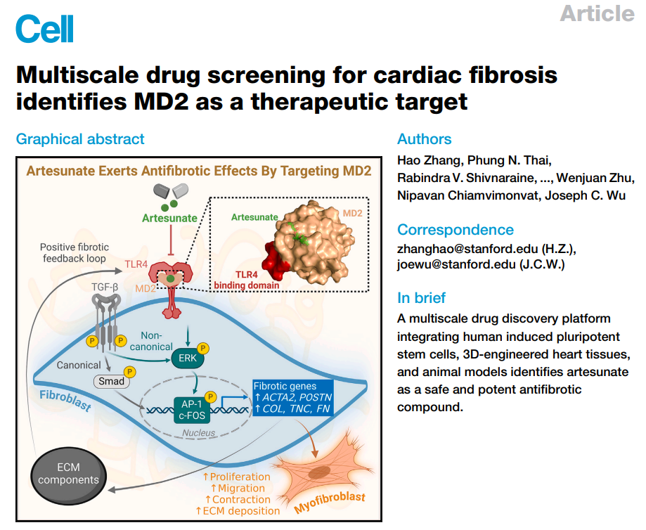 靶向心脏纤维化的多尺度药物筛选确定MD2为治疗靶点医药新闻-ByDrug-一站式医药资源共享中心-医药魔方