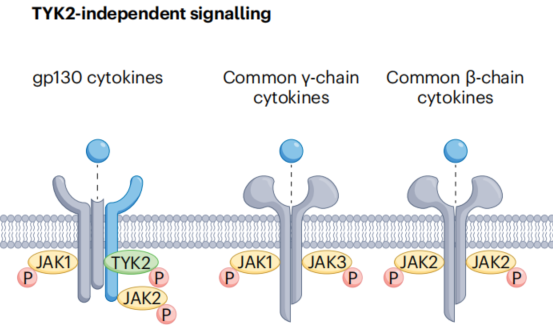 NATURE 子刊：治疗风湿病的新靶点-TYK2医药新闻-ByDrug-一站式医药资源共享中心-医药魔方