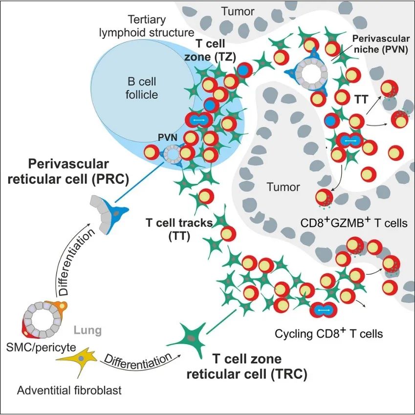 Cell最新研究 | 揭示了肺癌成纤维网状细胞（FRCs）的抗肿瘤免疫反应医药新闻-ByDrug-一站式医药资源共享中心-医药魔方