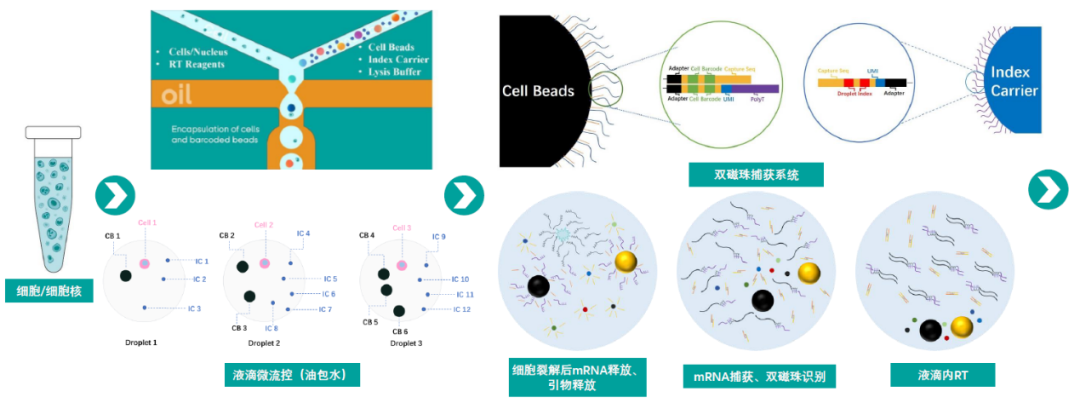 和元生物DNBelab C-TaiM4实测数据 | 单细胞转录组研究的高性价比方案医药新闻-ByDrug-一站式医药资源共享中心-医药魔方
